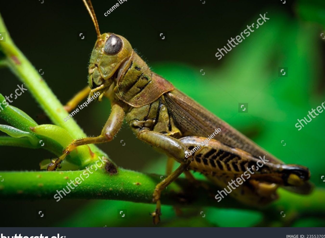 Fotografía macro de insectos en su hábitat